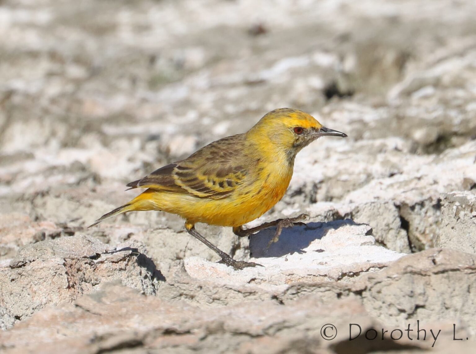 Orange Chat – Ausemade