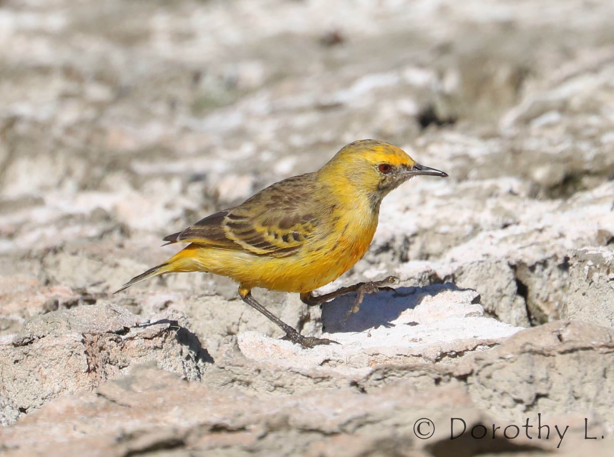 Orange Chat – Ausemade