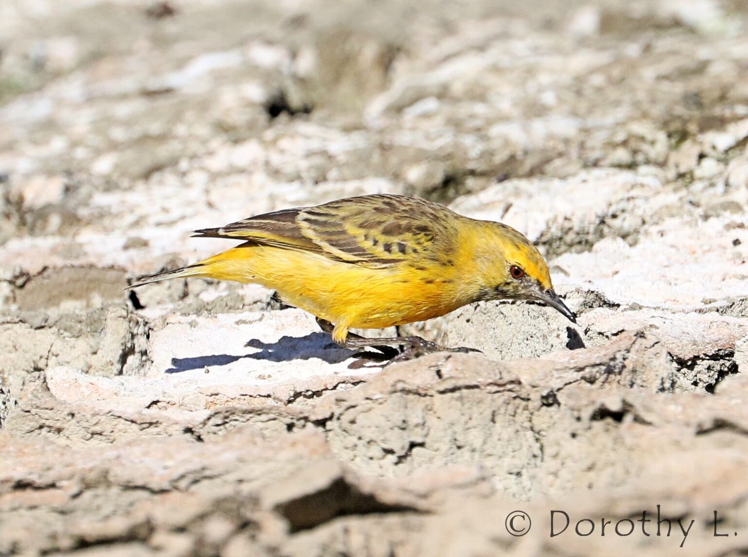 Orange Chat – Ausemade