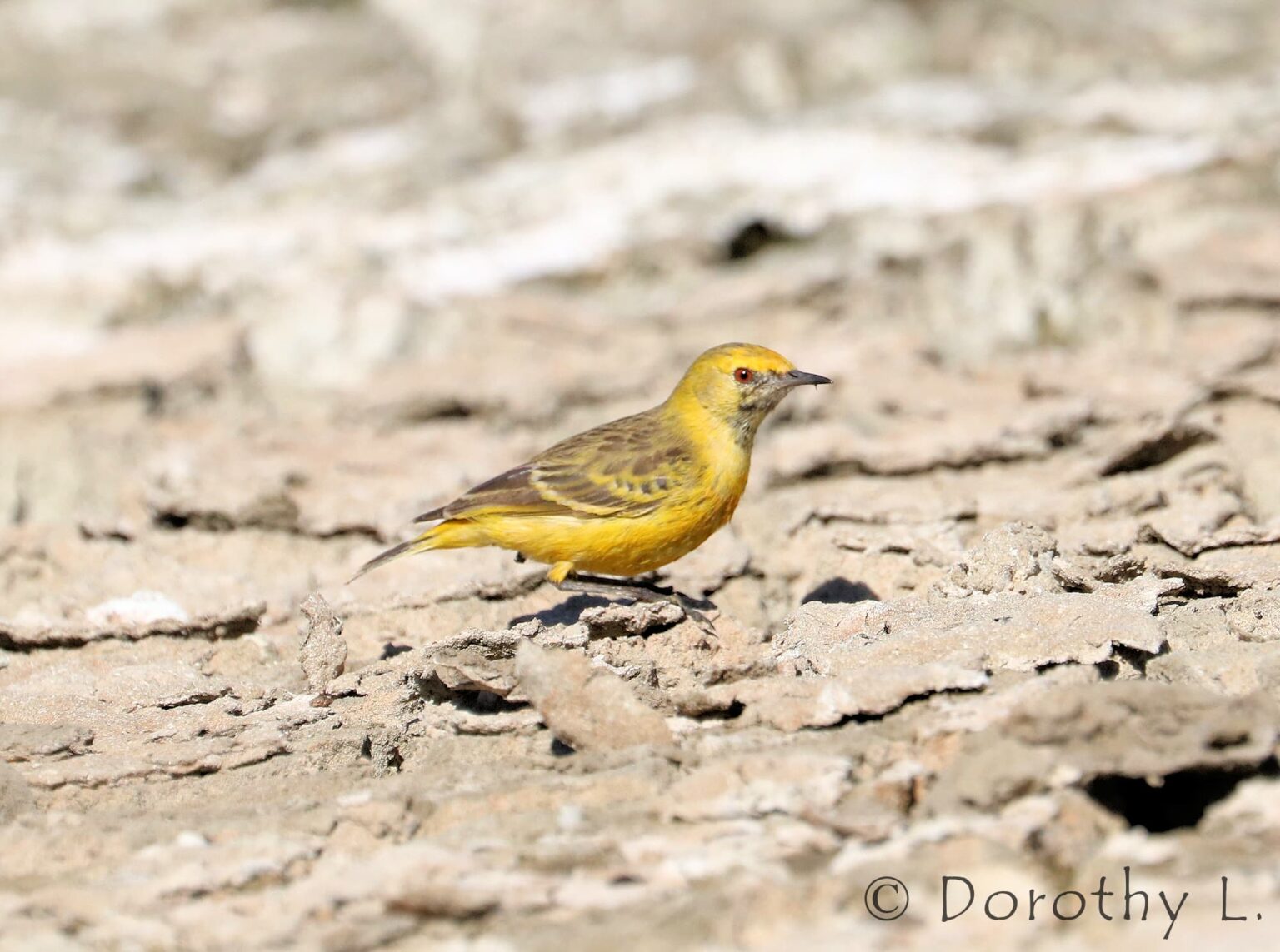 Orange Chat – Ausemade