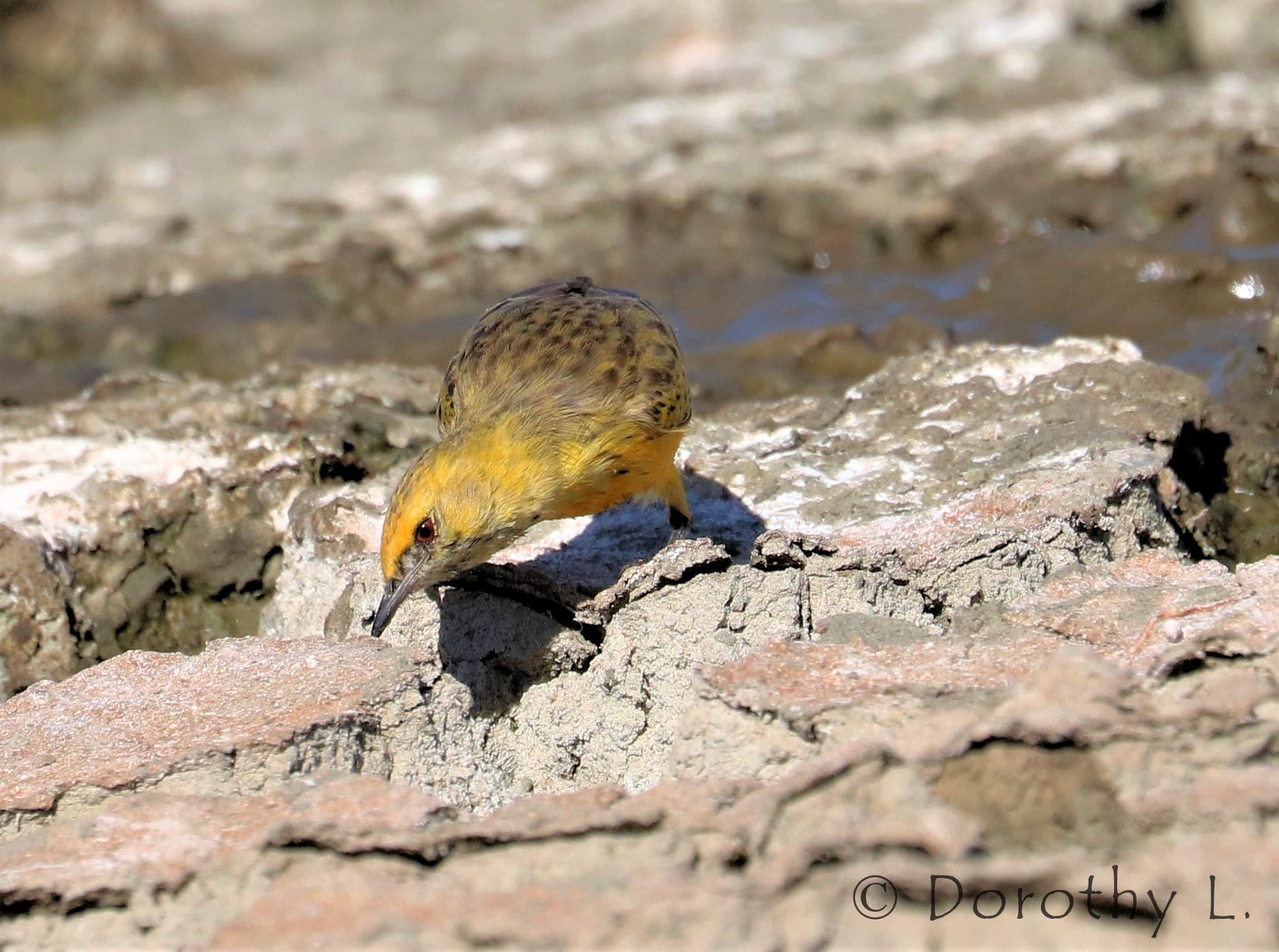 Orange Chat – Ausemade