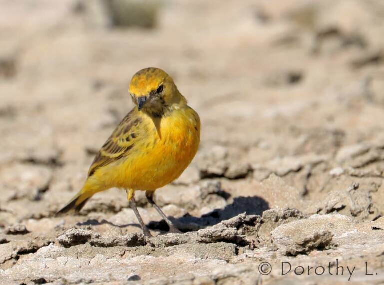 Orange Chat – Ausemade