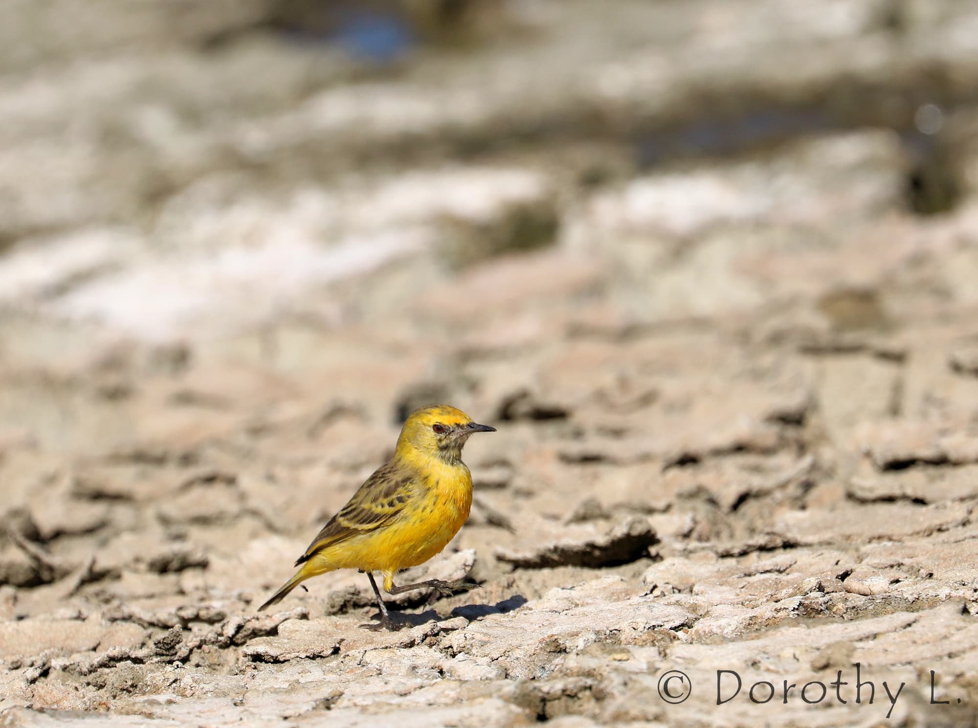 Orange Chat – Ausemade