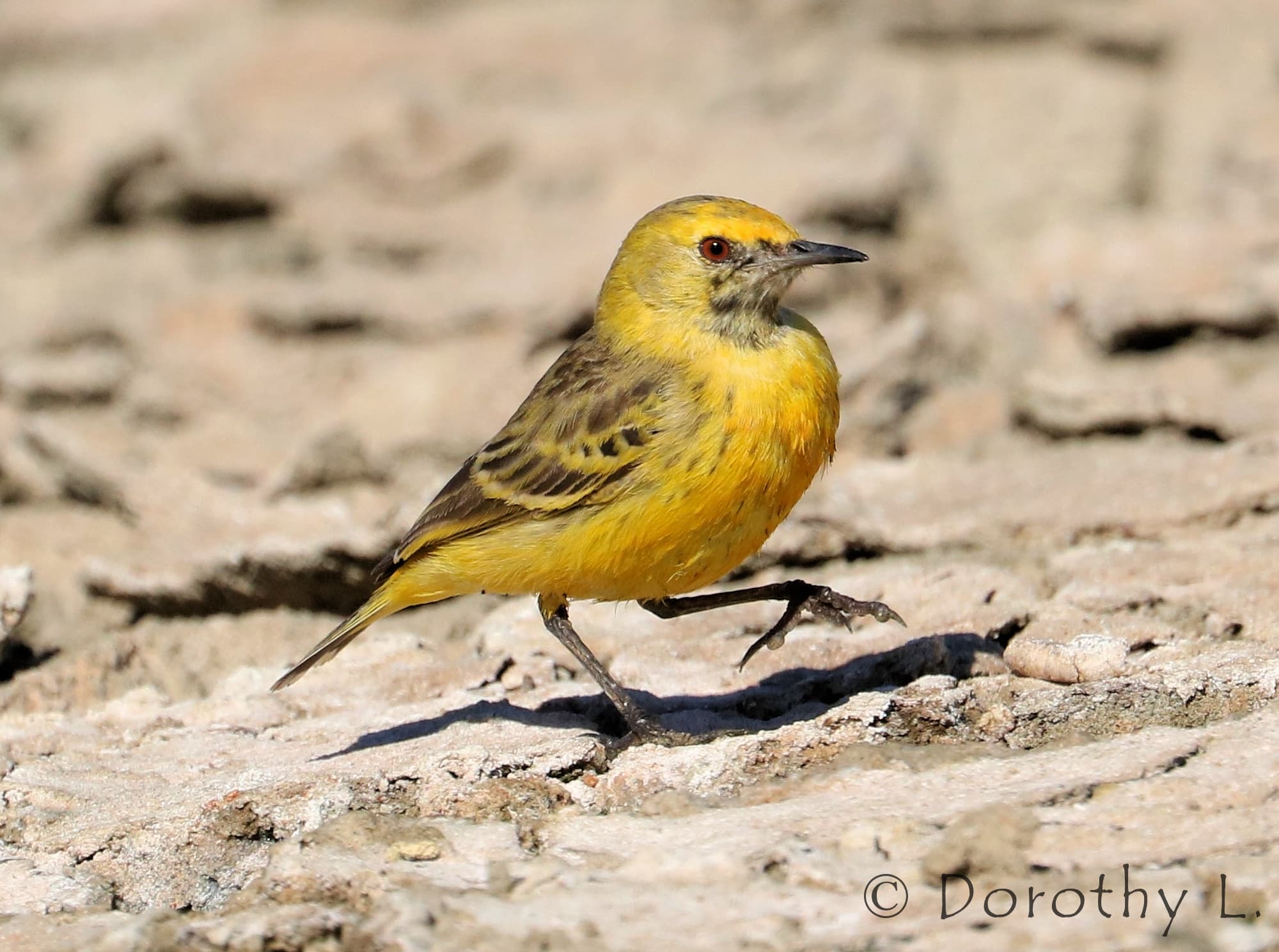 Orange Chat – Ausemade