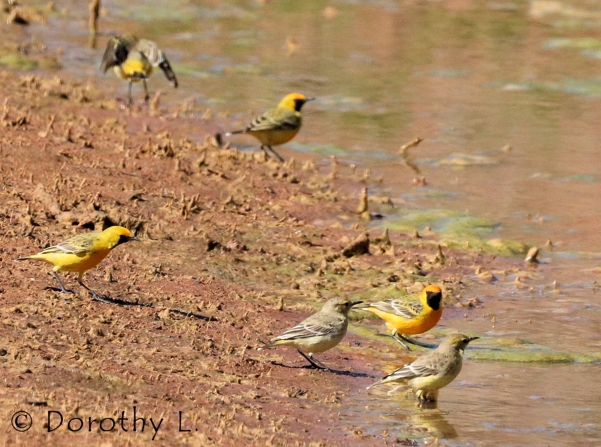 Orange Chat – Ausemade