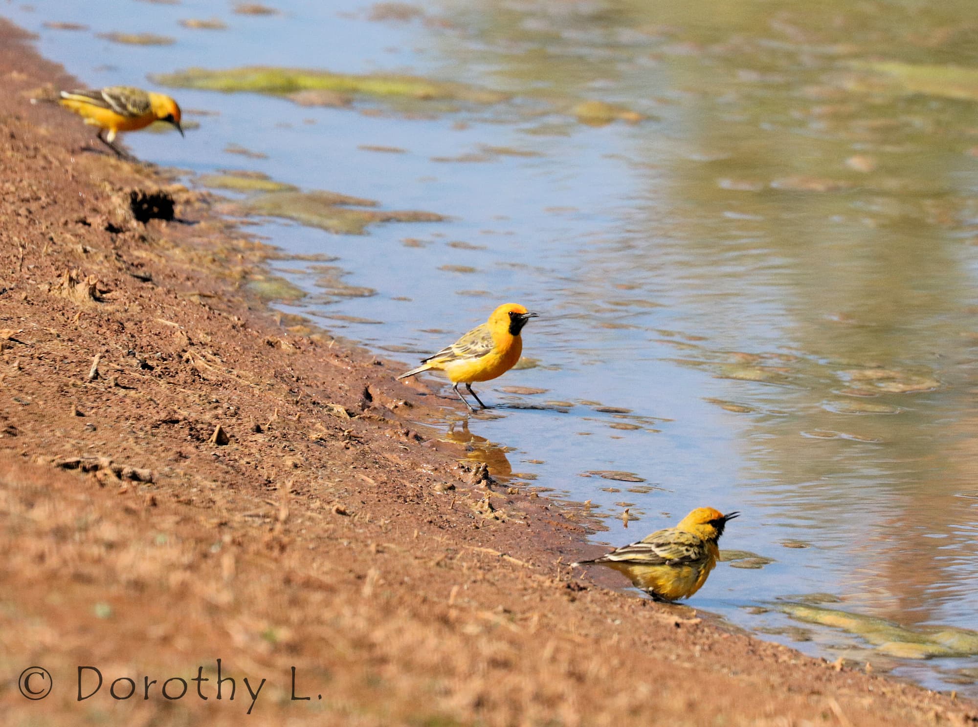 Orange Chat – Ausemade