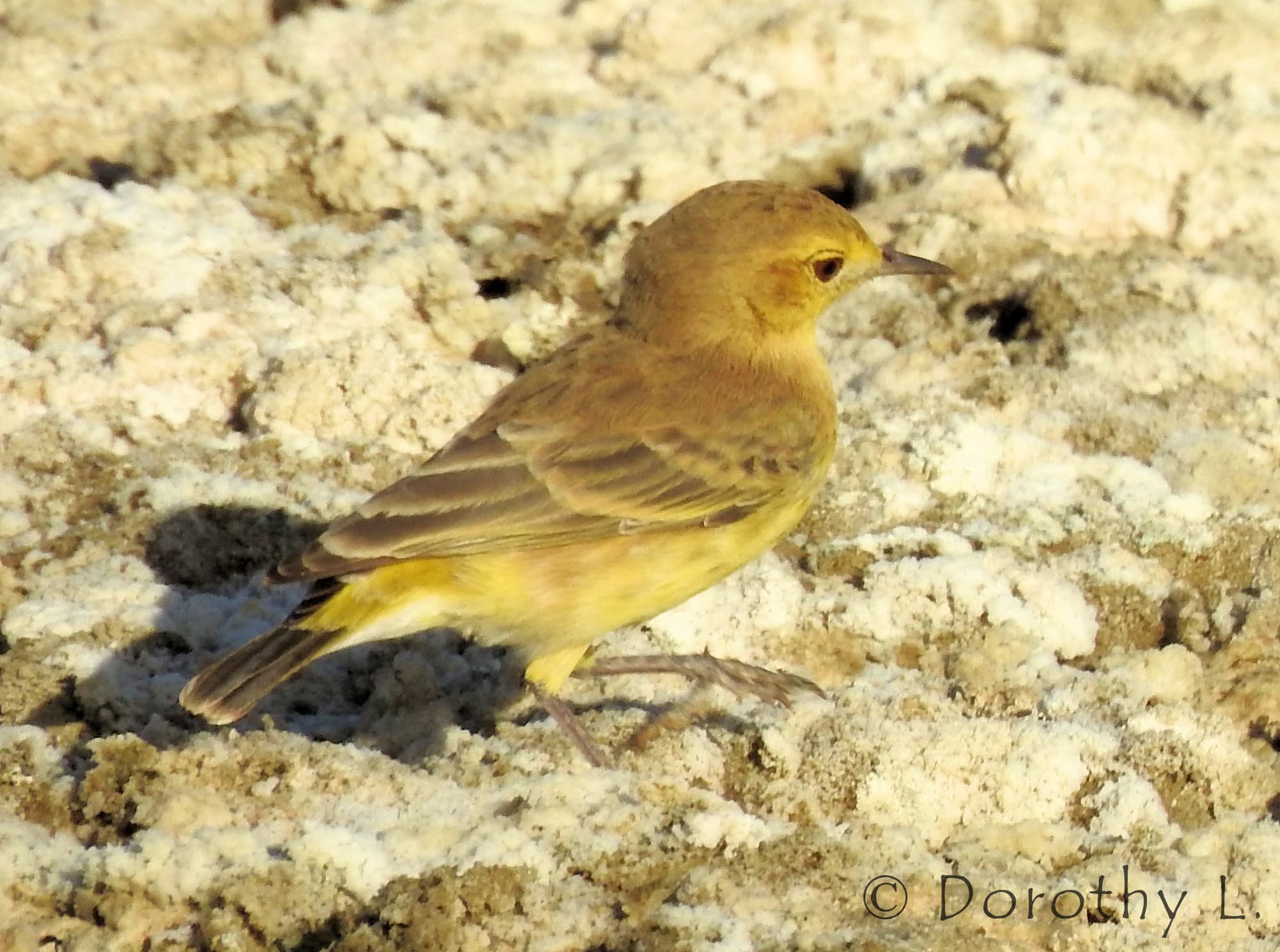 Orange Chat – Ausemade