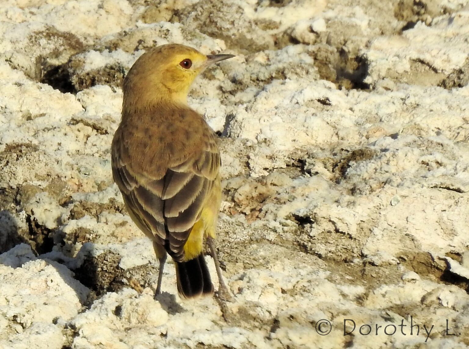 Orange Chat – Ausemade