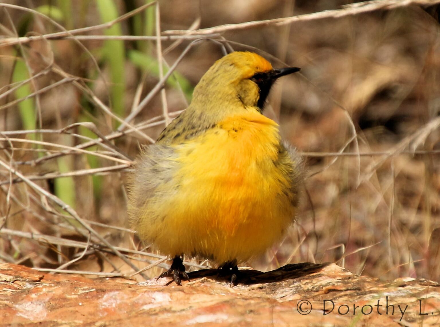 Orange Chat – Ausemade