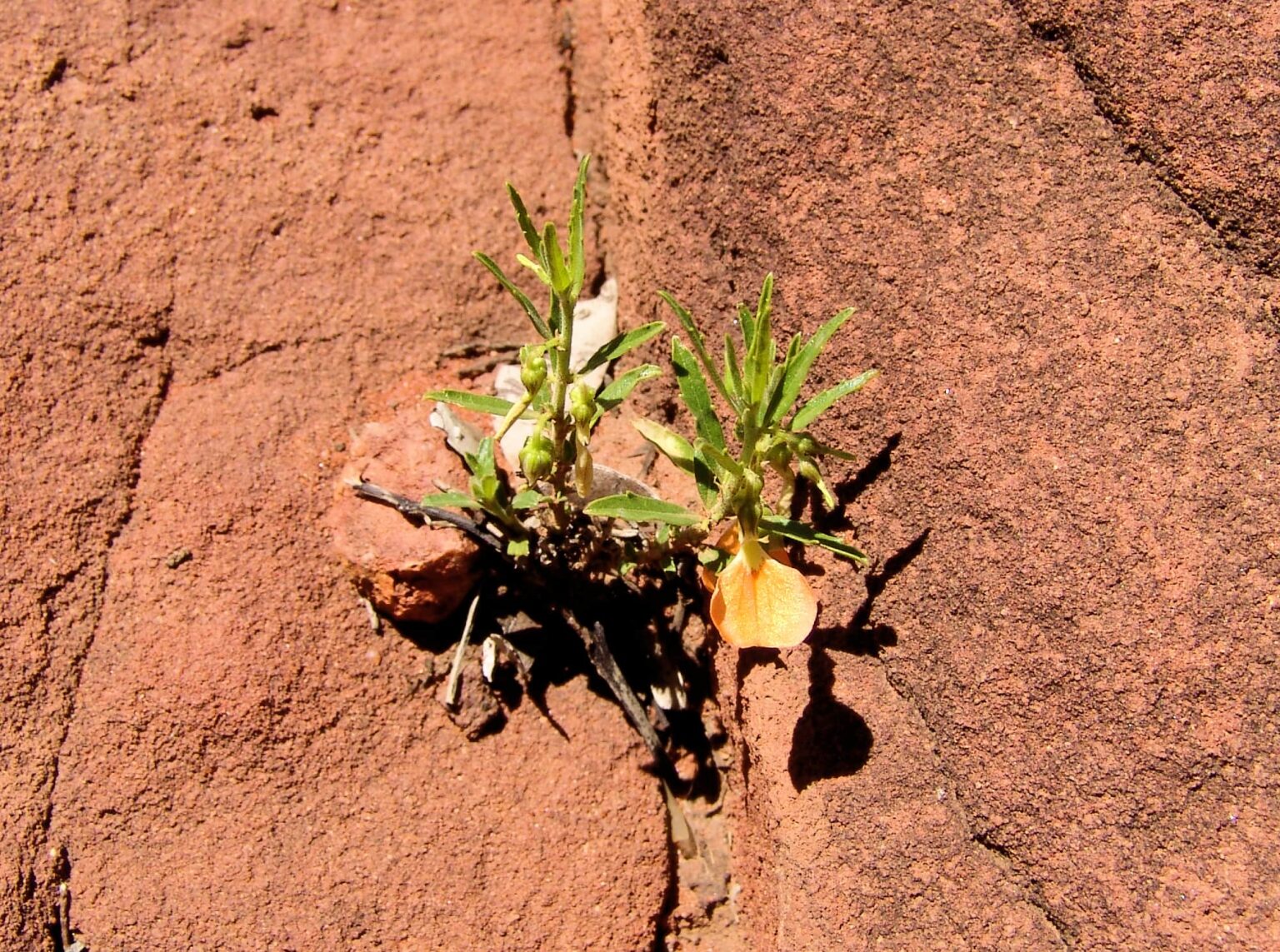 Orange Spade Flower – Ausemade