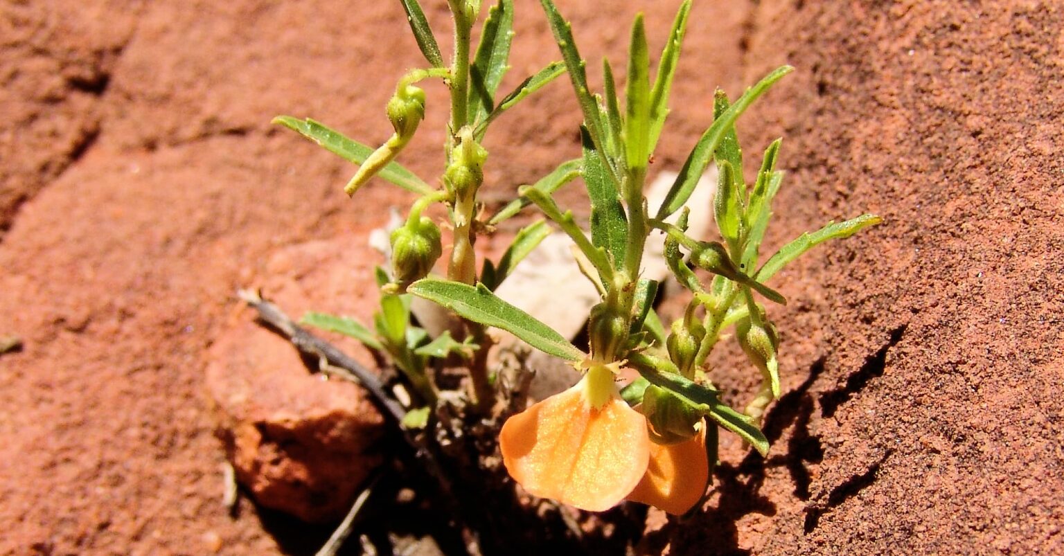 Orange Spade Flower – Ausemade