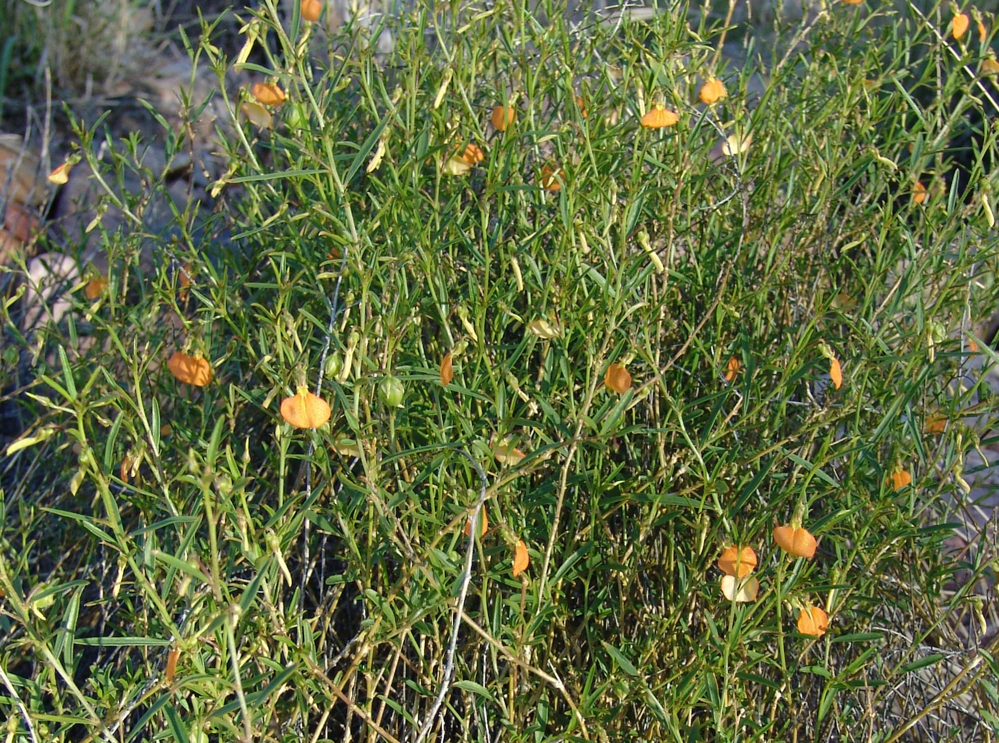 Orange Spade Flower – Ausemade