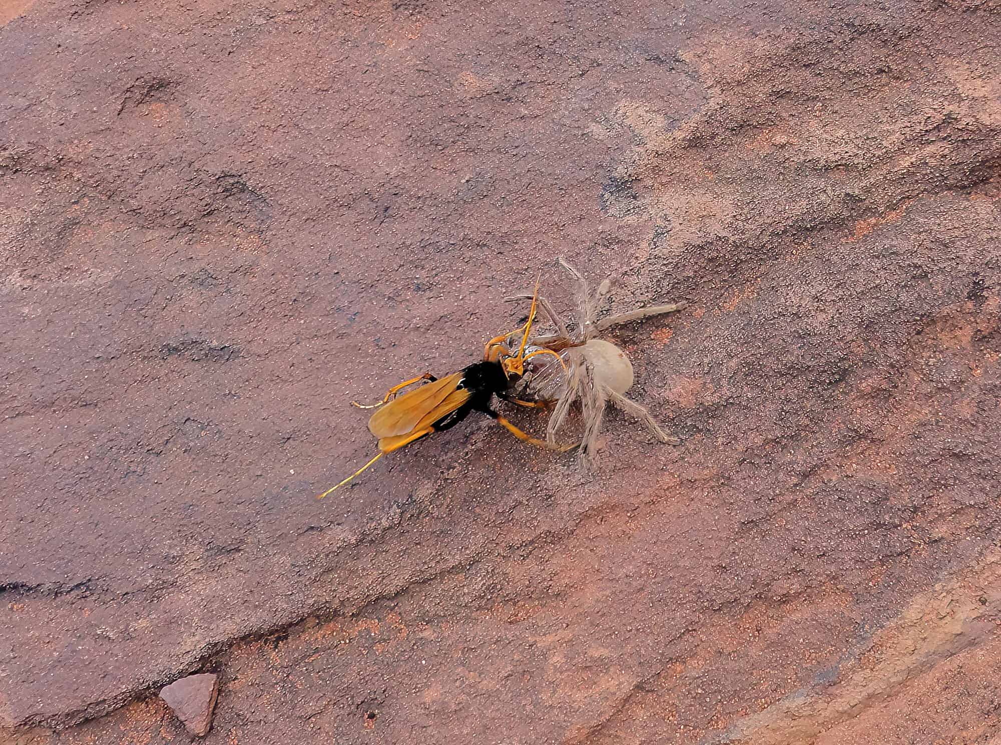 Orange Spider Wasp – Ausemade