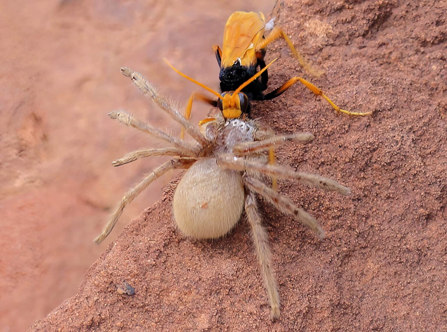Australian Large Wasps – Ausemade