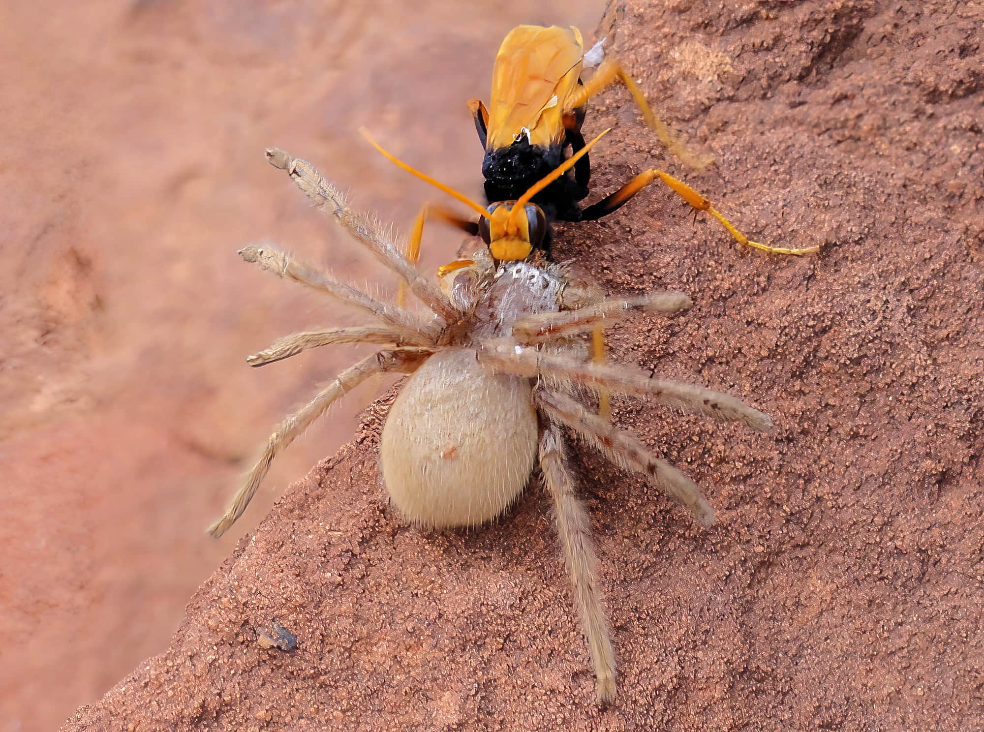 Australian Large Wasps – Ausemade
