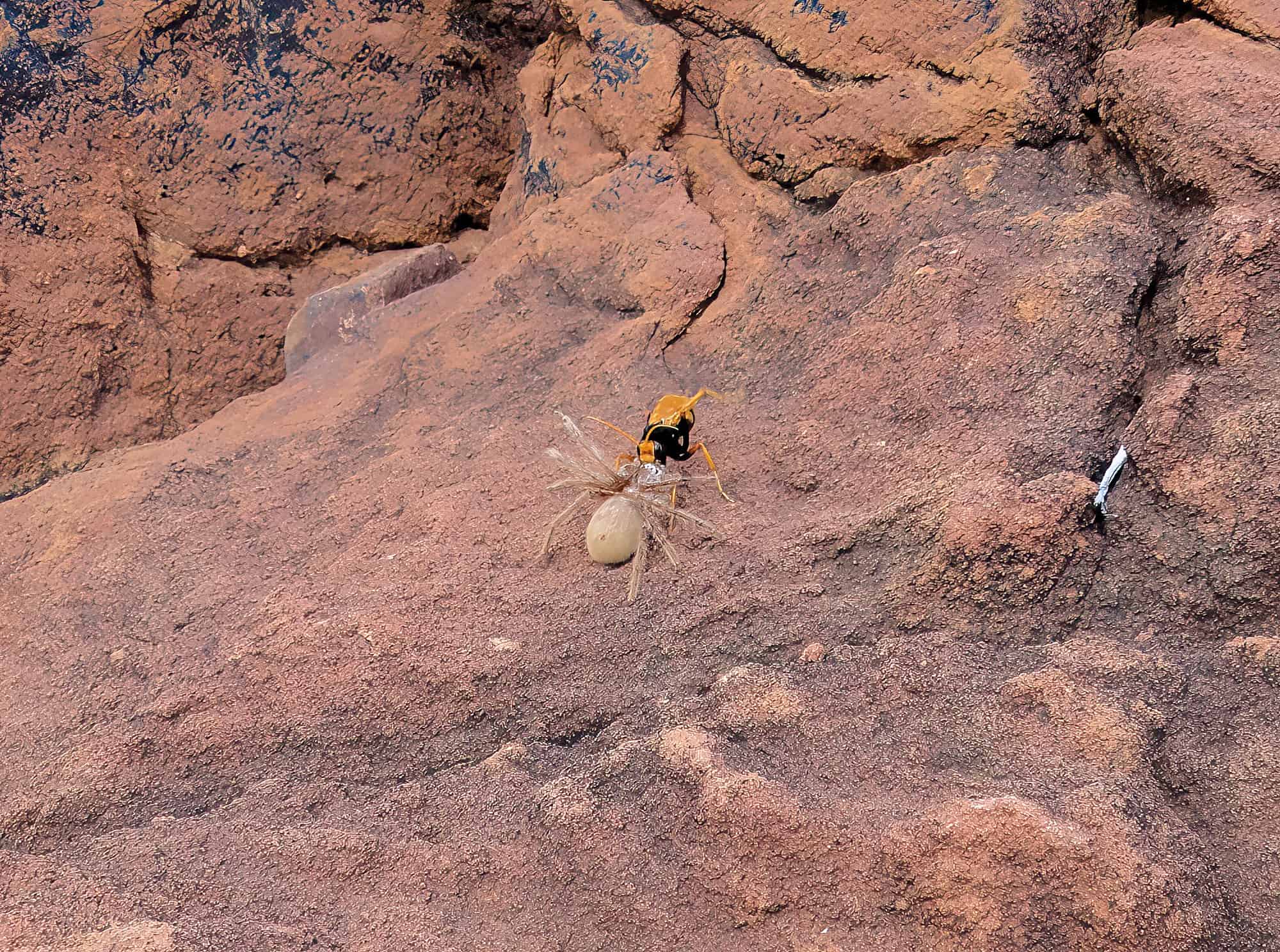 Orange Spider Wasp – Ausemade