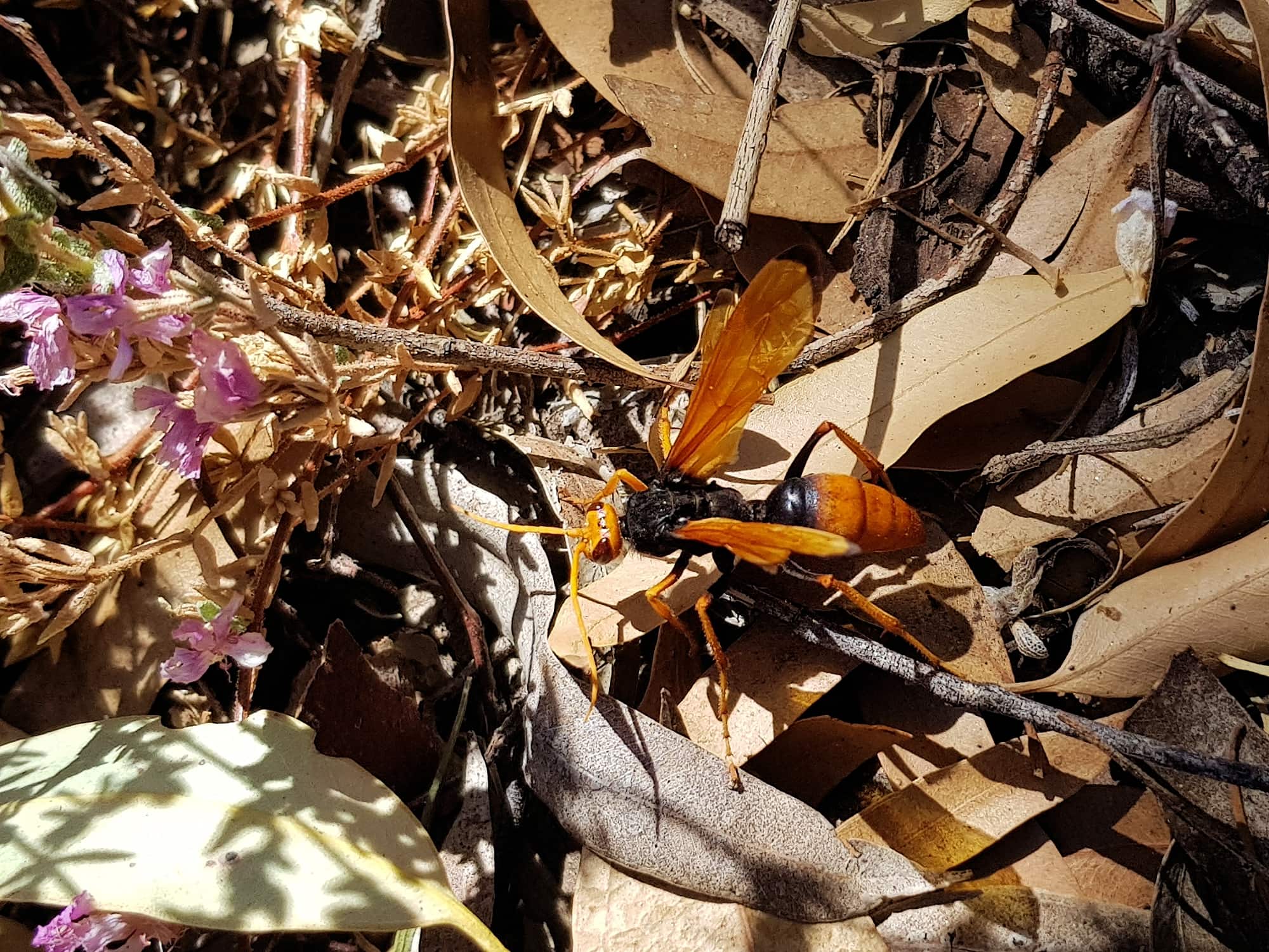Orange Spider Wasp (Cryptocheilus bicolor) – Ausemade