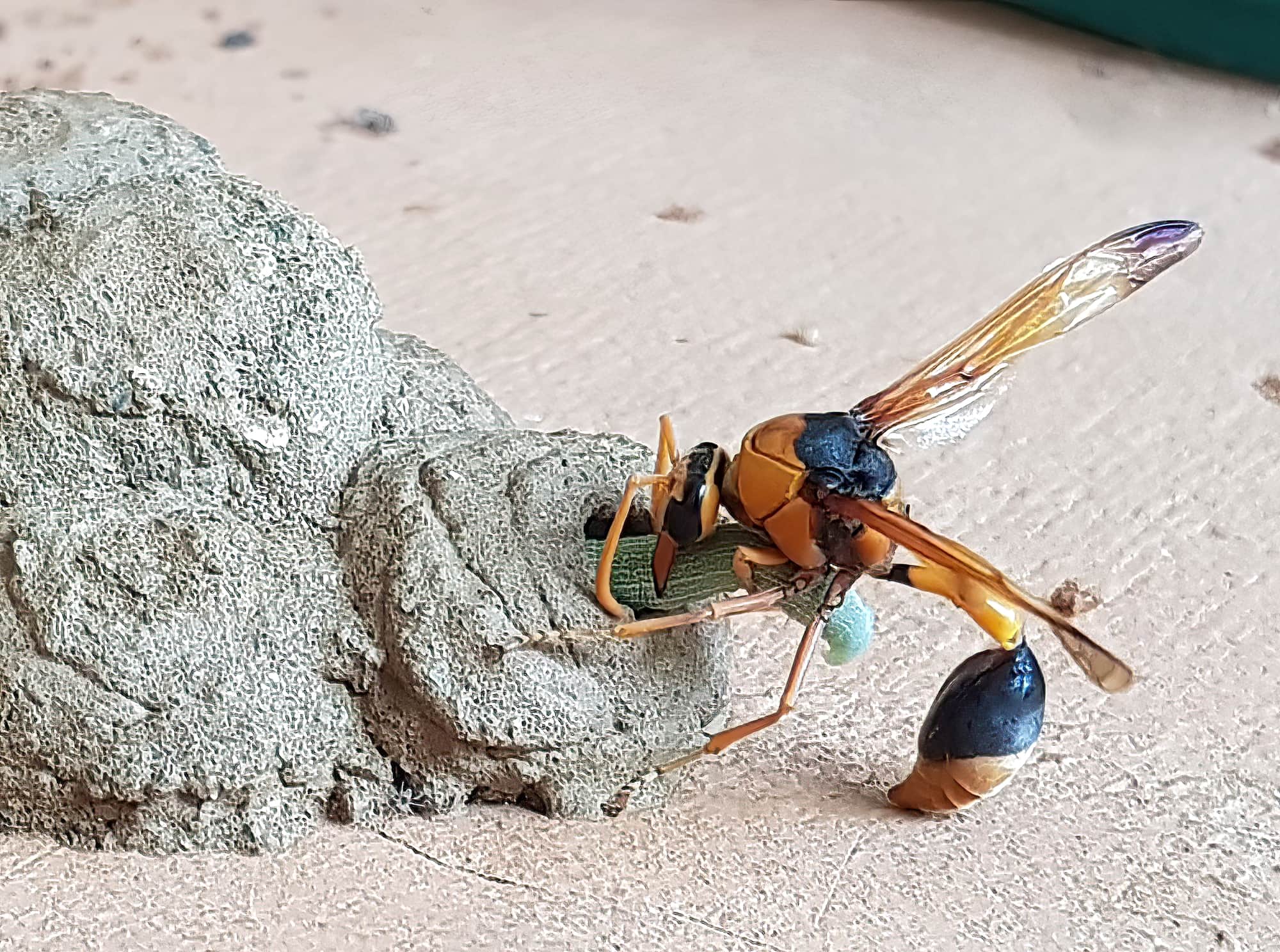Australian Large Wasps – Ausemade