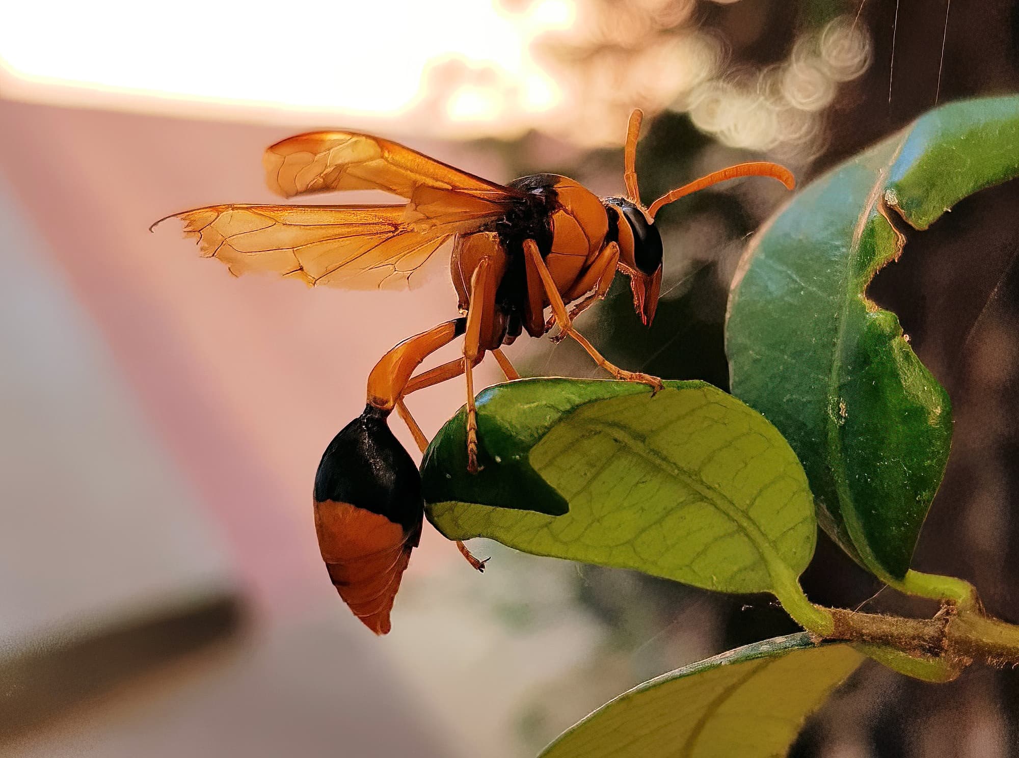 Potter Wasp – identity crisis – Ausemade