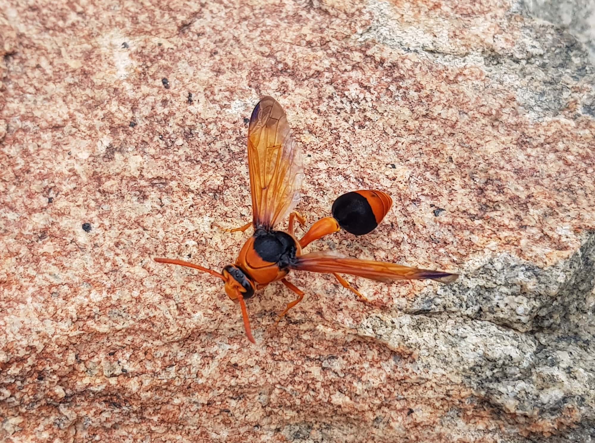 Strike a pose… potty wasp… – Ausemade