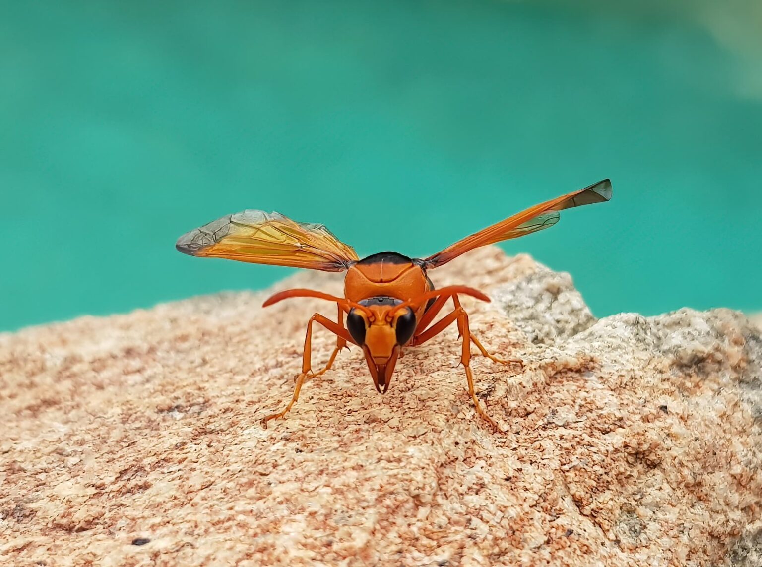 Australian Large Wasps – Ausemade