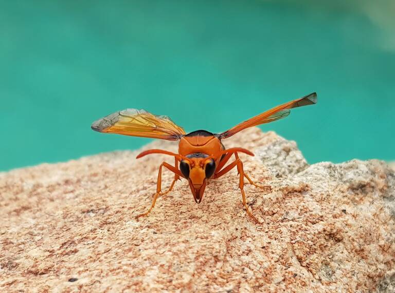 Australian Large Wasps – Ausemade