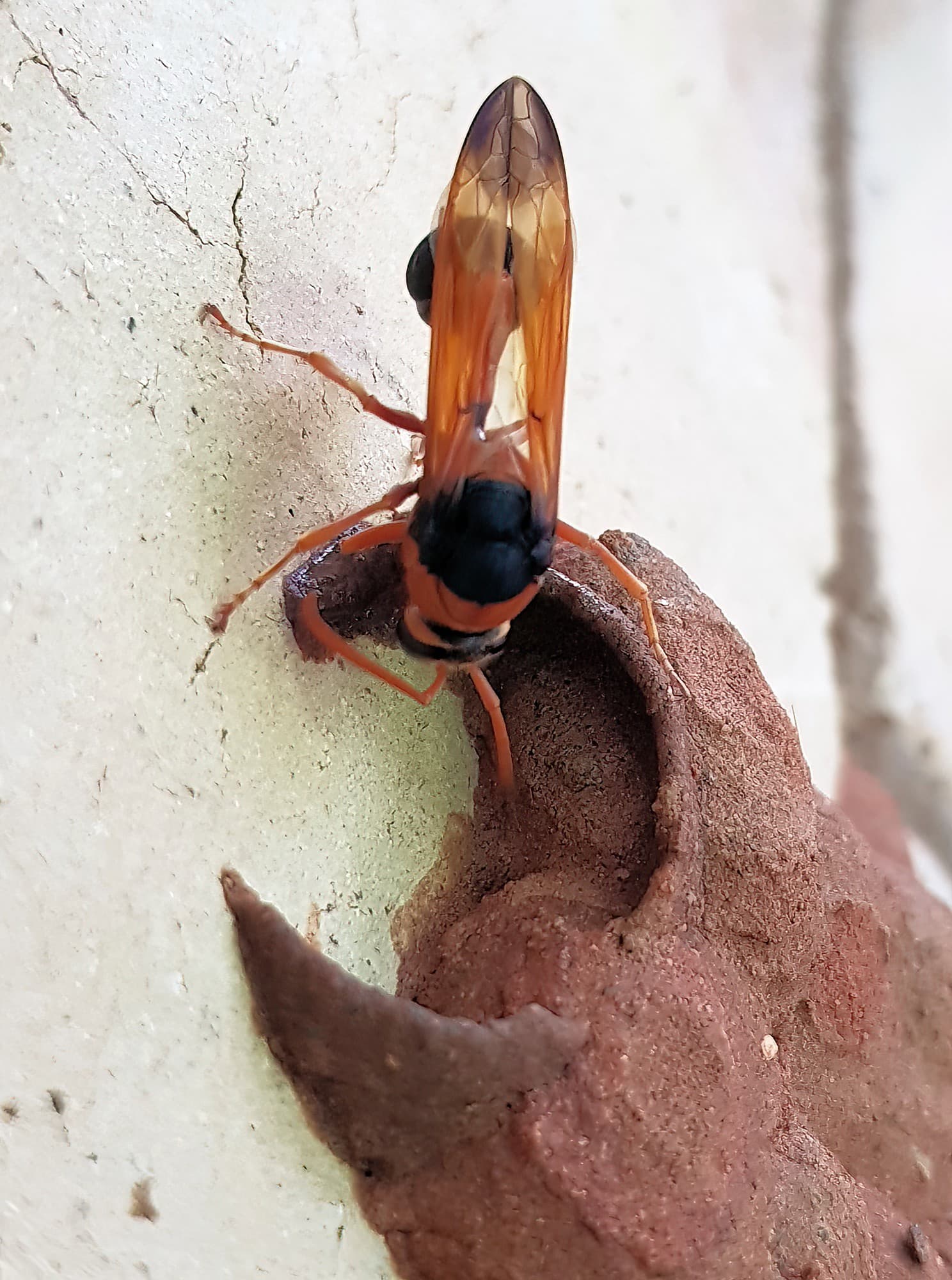 labour of love… native wasps – Ausemade