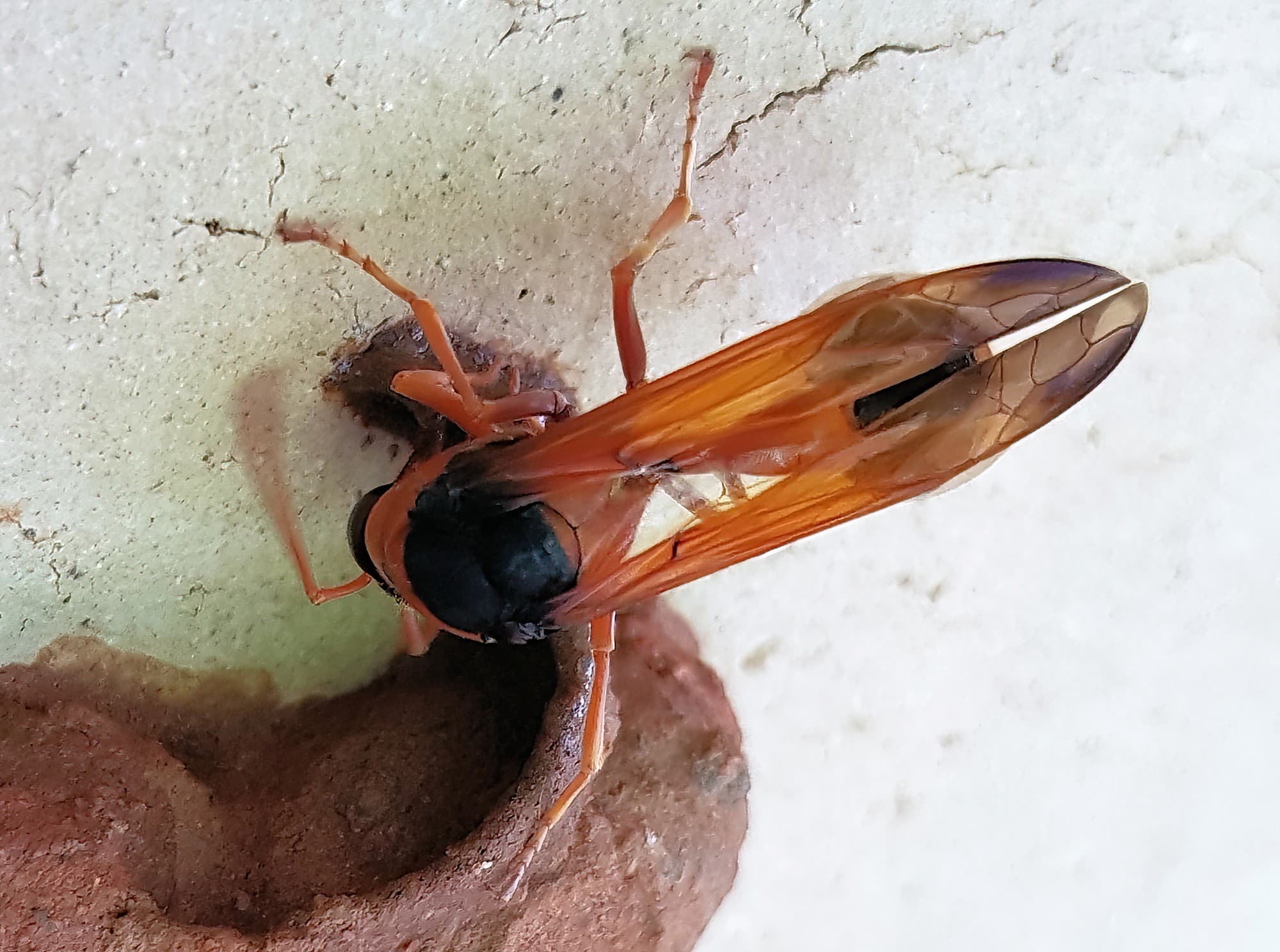 labour of love… native wasps – Ausemade