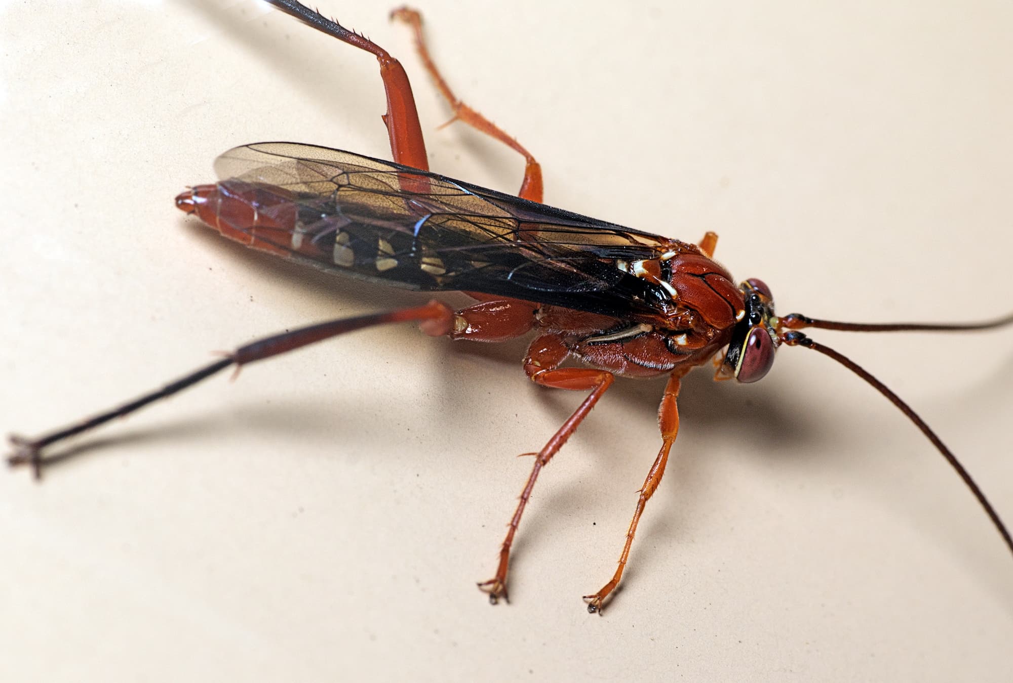 Lissopimpla excelsa (Orchid Dupe Wasp) – Ausemade