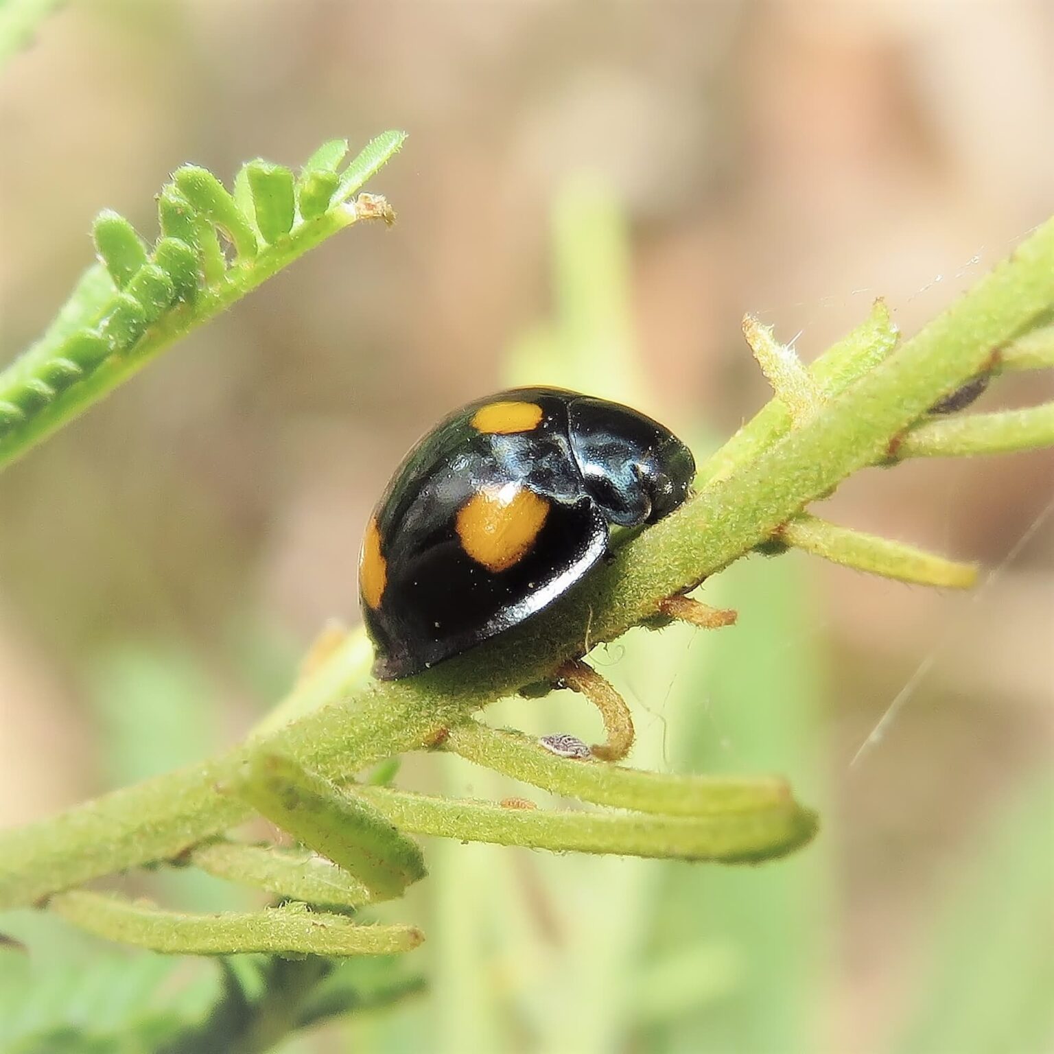Orcus australasiae – Ausemade