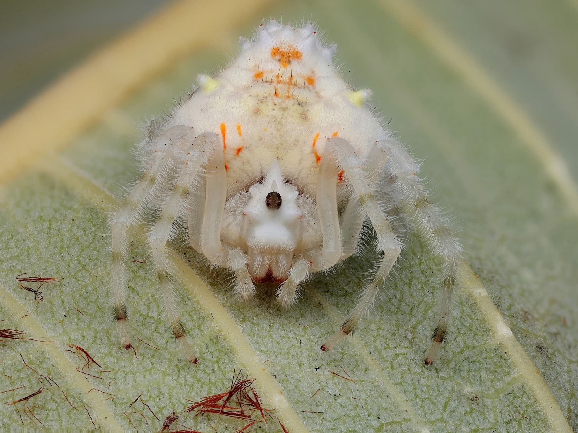 Ordgarius magnificus (Magnificent Spider) – Ausemade