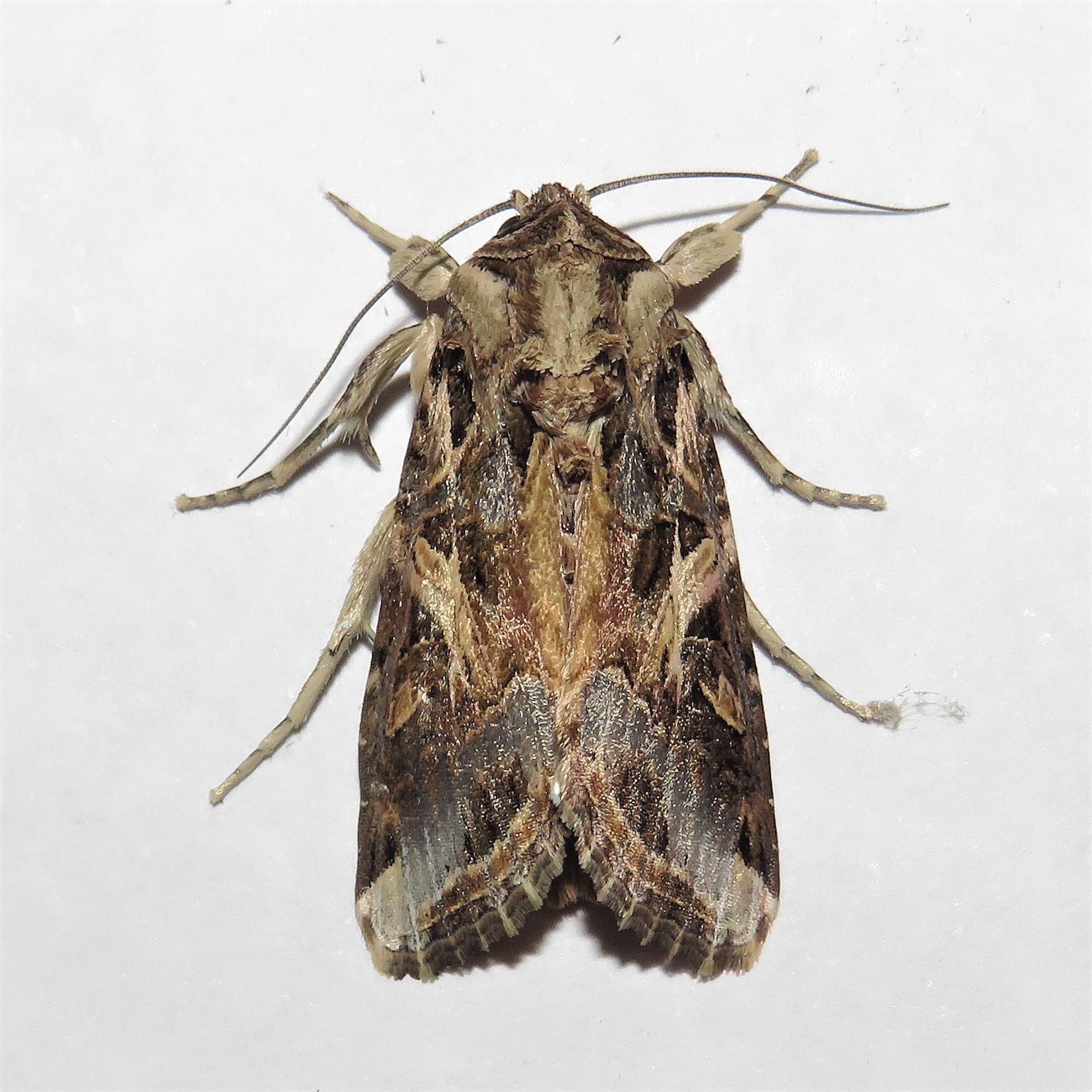 Spodoptera litura – Ausemade