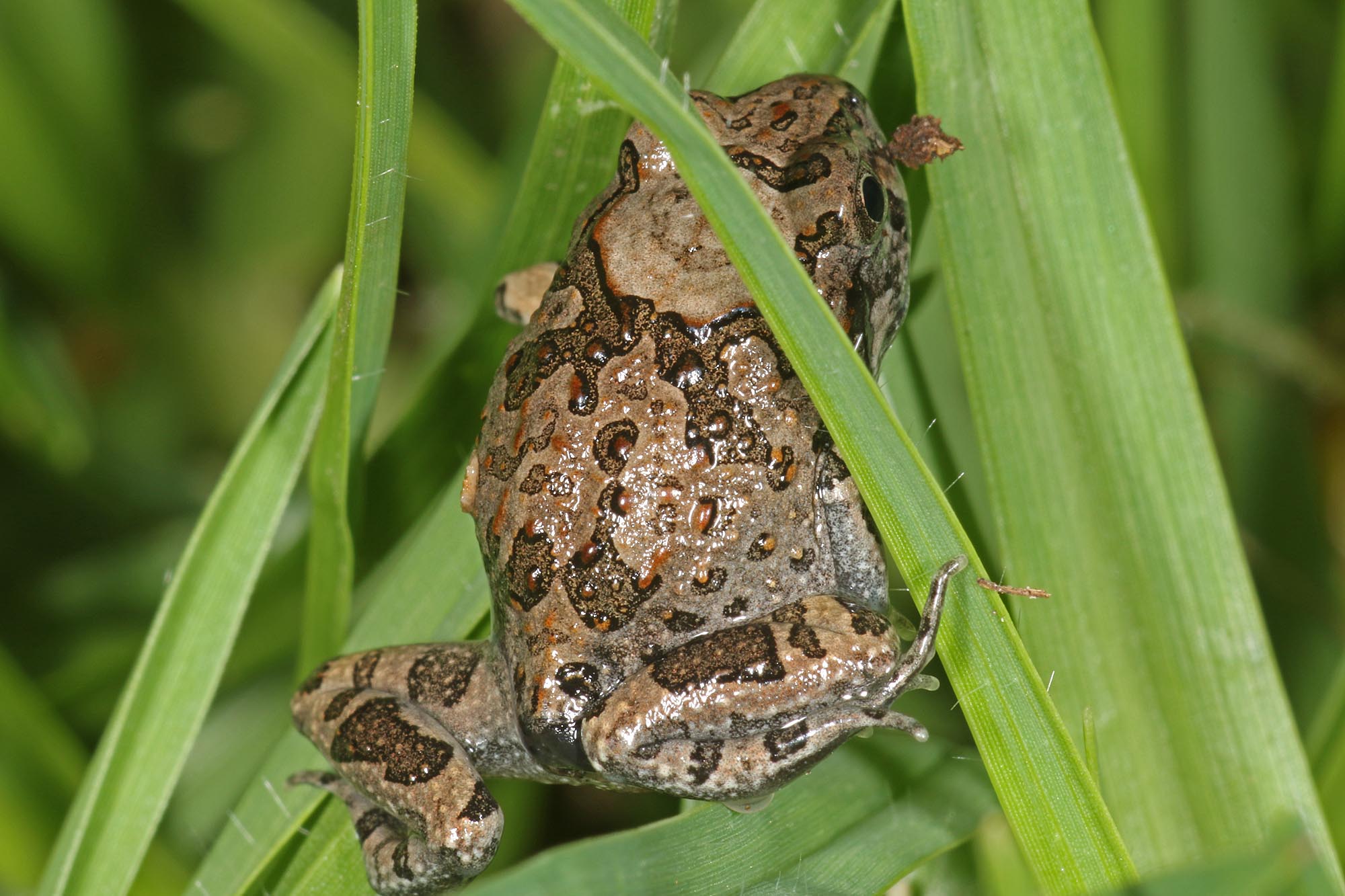 Southern Downs Ornate Burrowing Frog – Ausemade