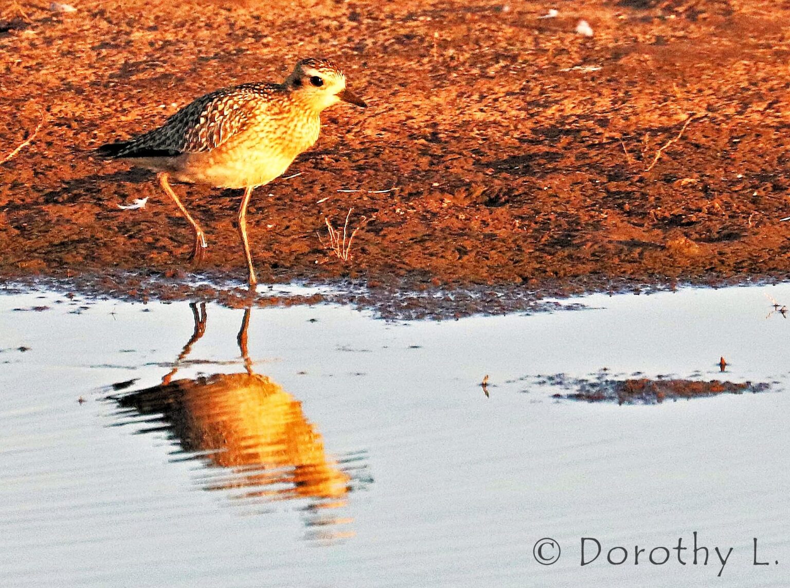 Pacific Golden Plover – Ausemade