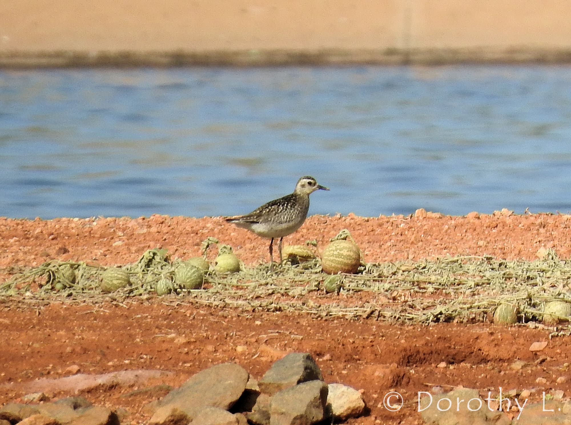 Pacific Golden Plover – Ausemade
