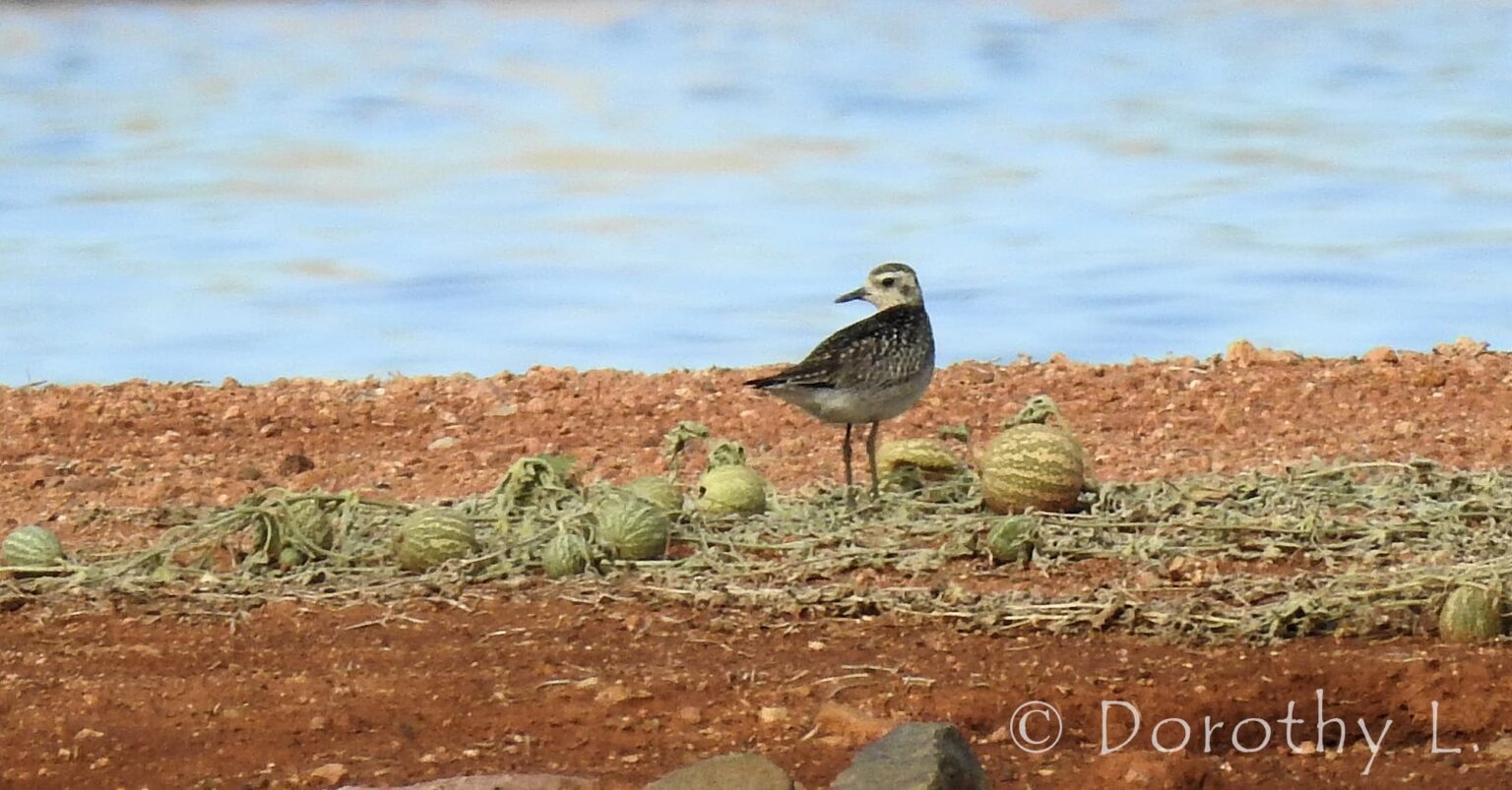 Pacific Golden Plover – Ausemade