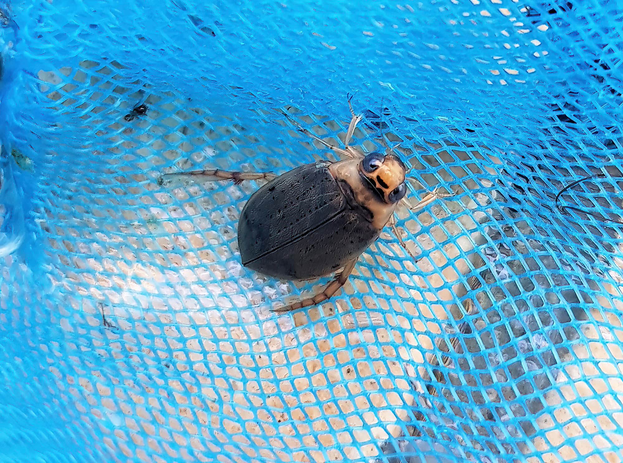 Eretes australis – Ausemade