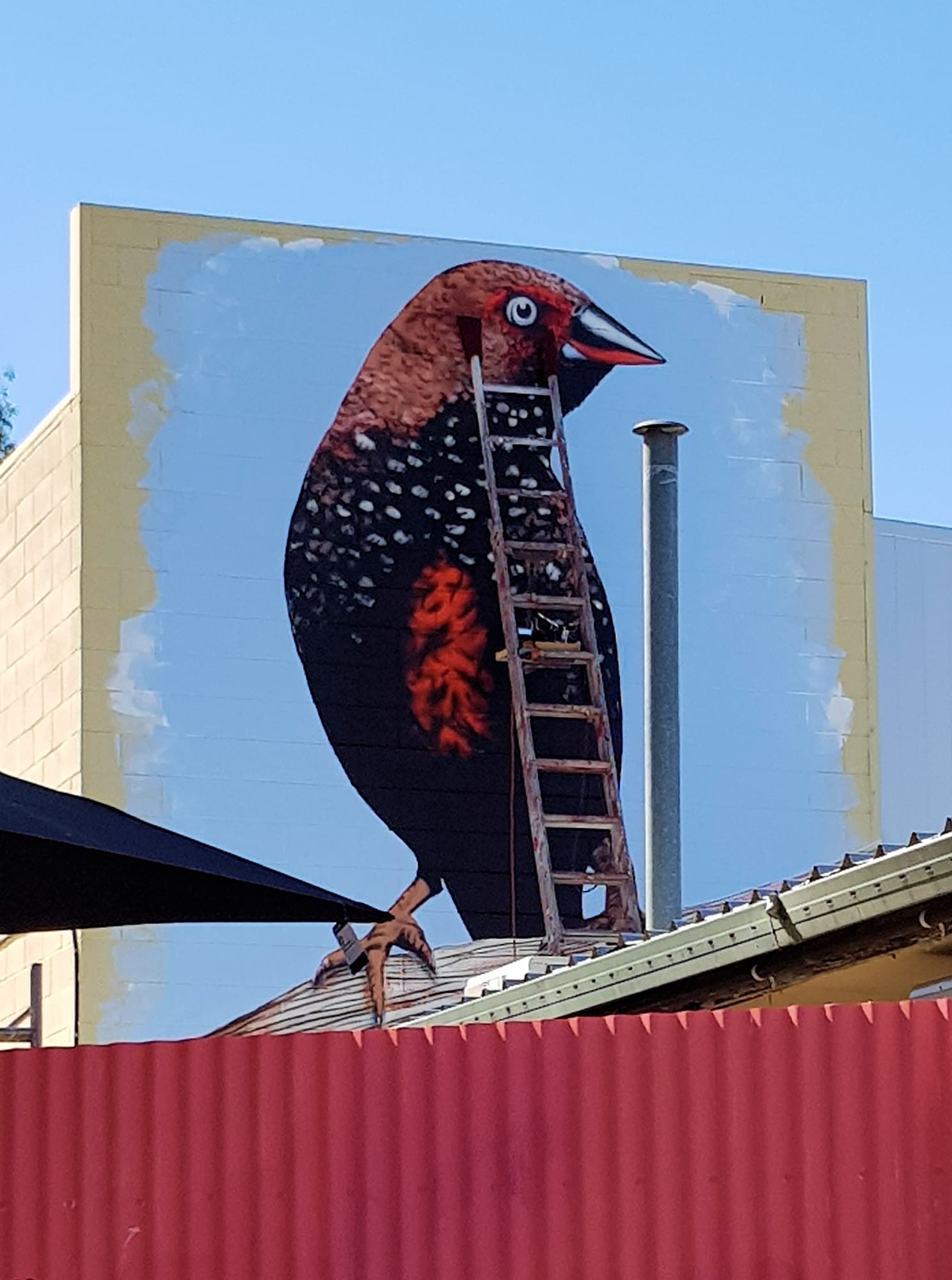 Painted Finch – Ausemade