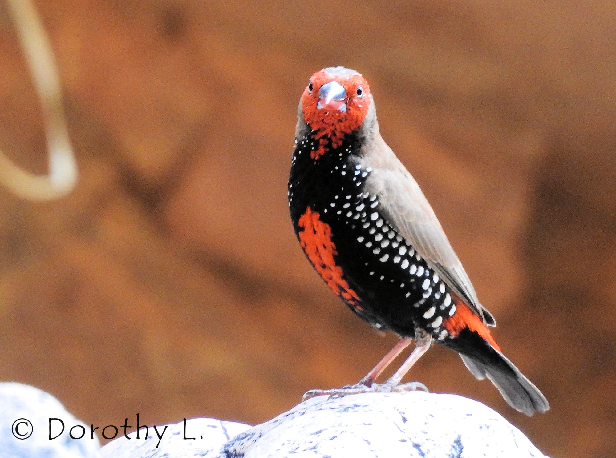 Painted Finch – strike a pose – Ausemade