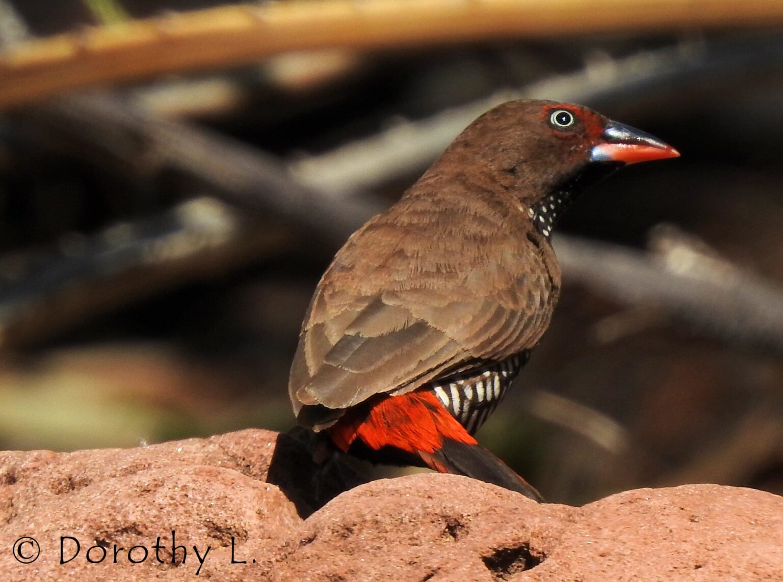 Birds of Simpsons Gap – Ausemade