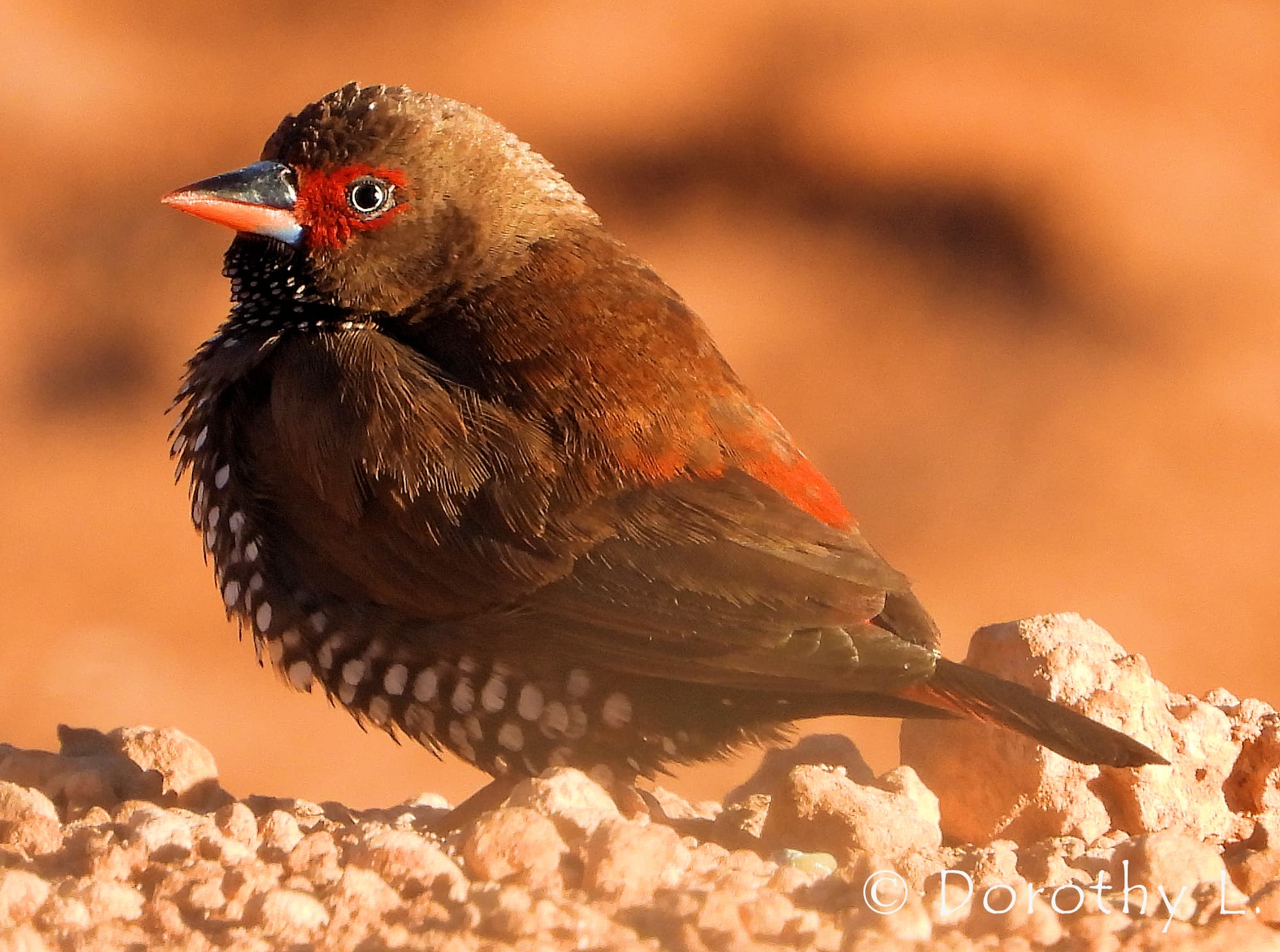 Painted Finch – strike a pose – Ausemade