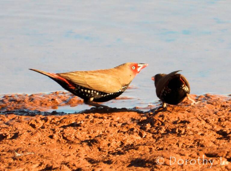 Painted Finch – Ausemade