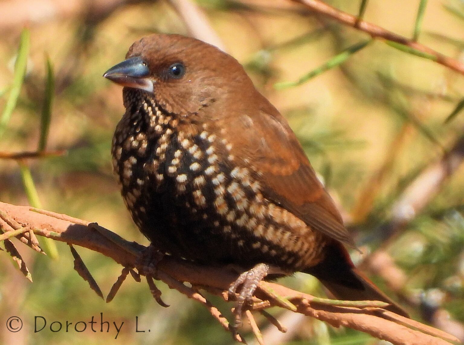 Painted Finch – Ausemade