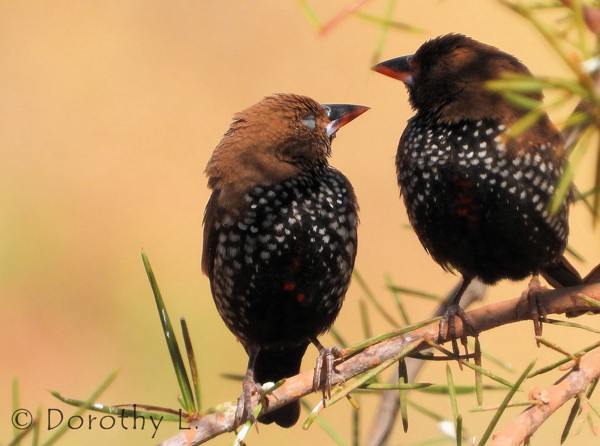 Painted Finch – Ausemade