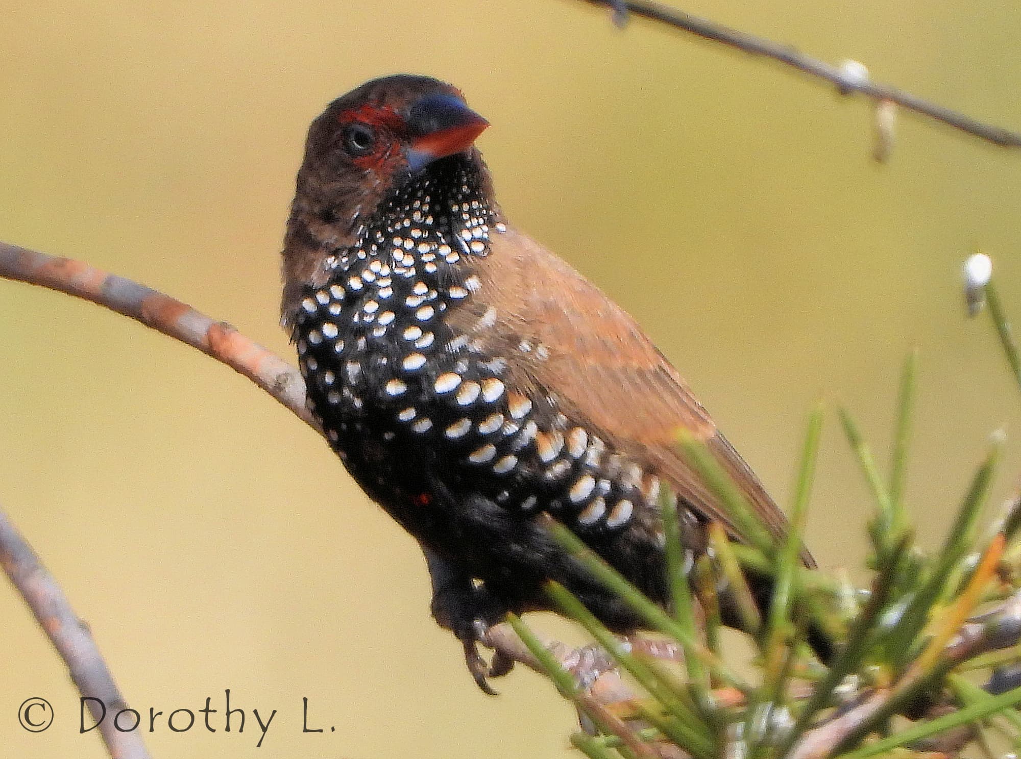 Painted Finch – Ausemade