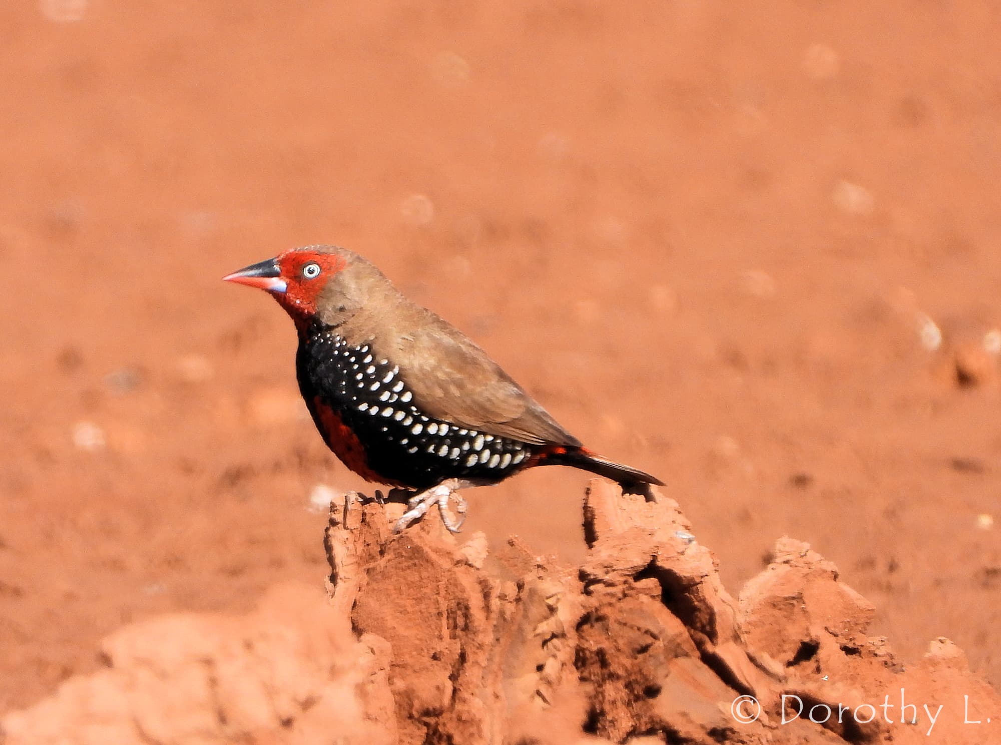 Painted Finch – strike a pose – Ausemade