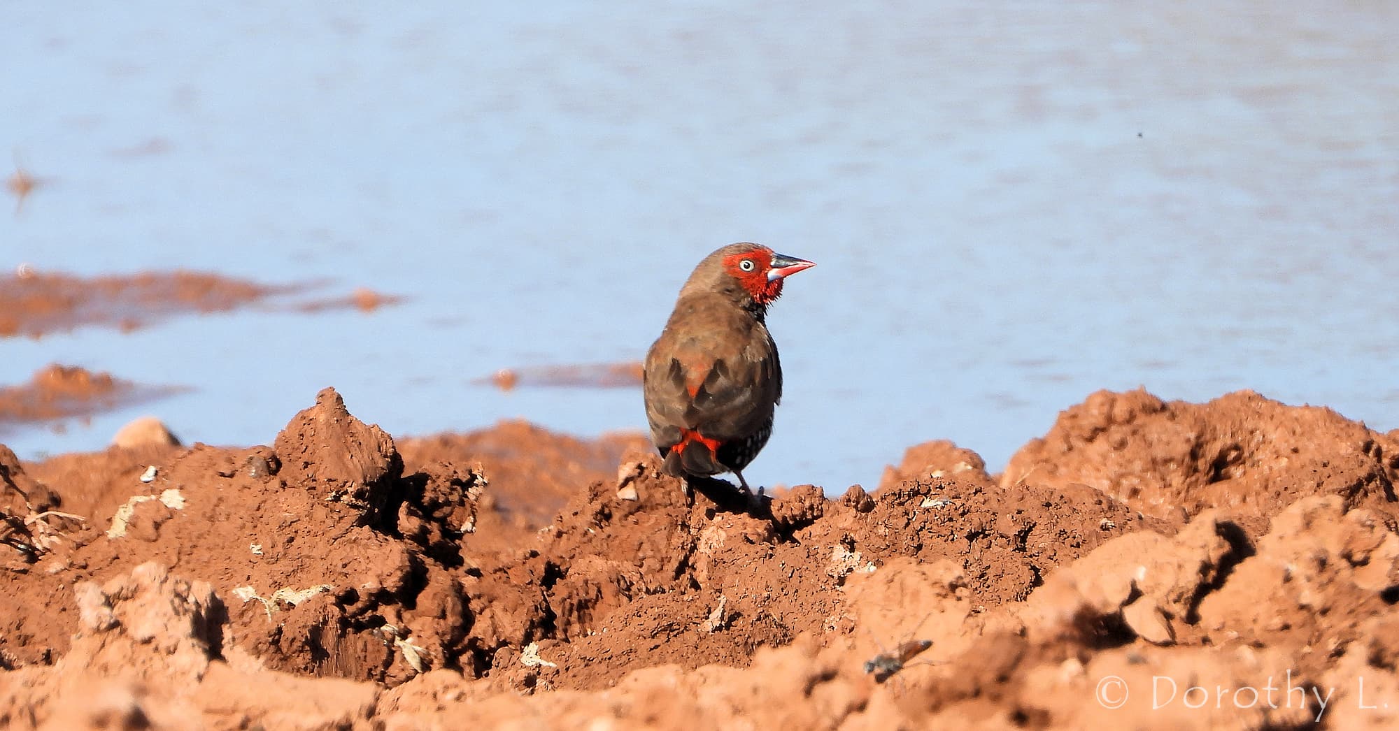 Painted Finch – water – Ausemade