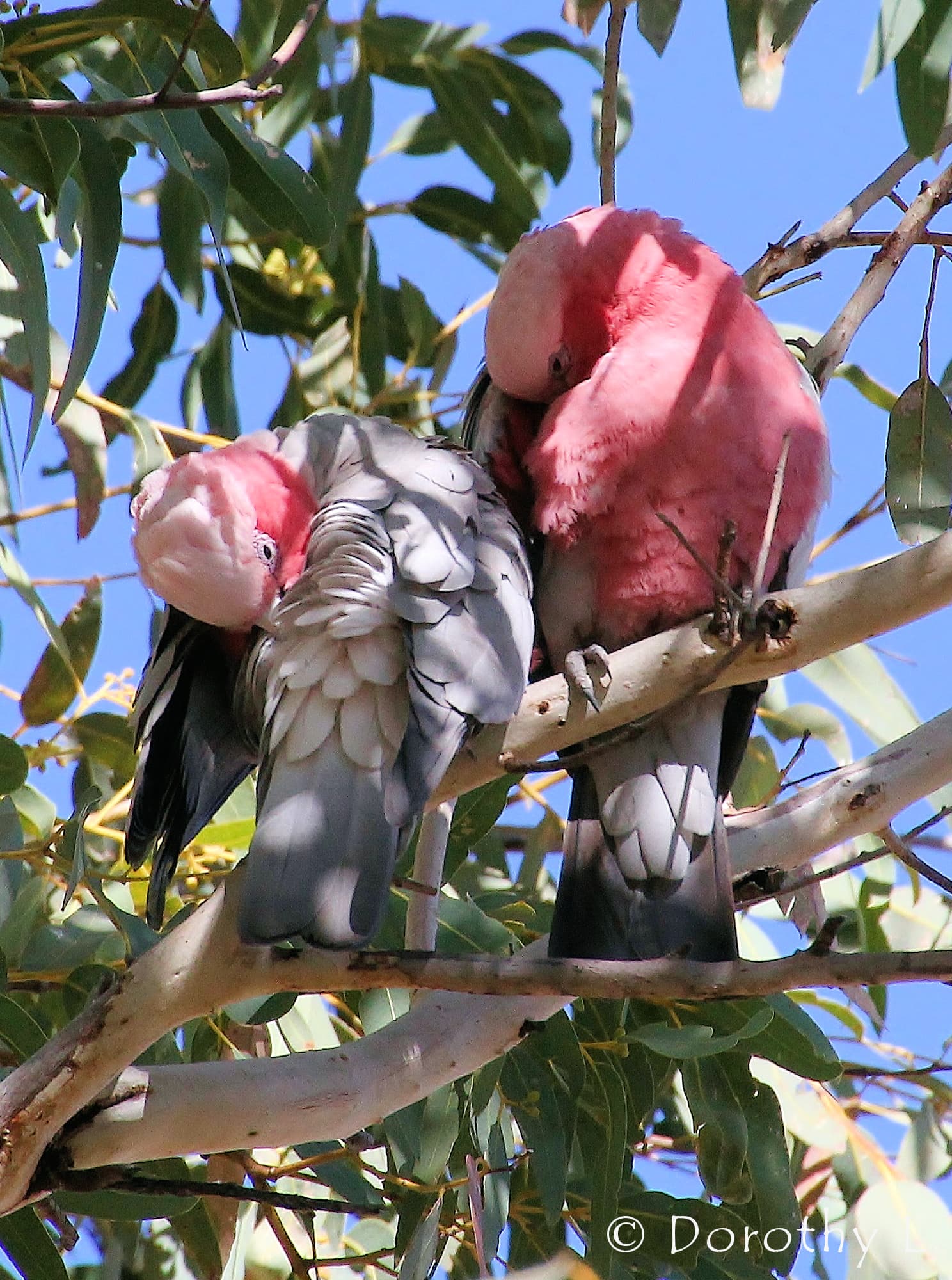 Galah – mate for life – Ausemade