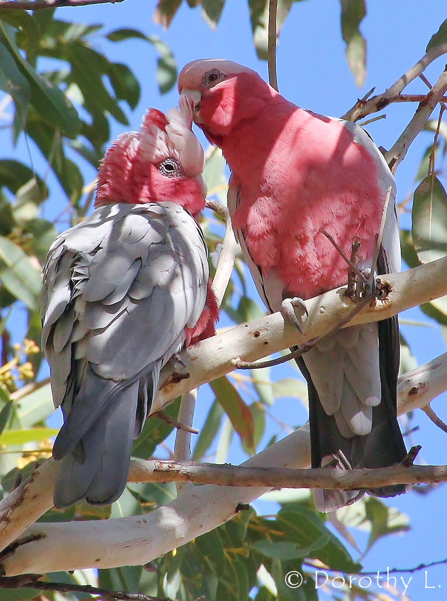 Galah – mate for life – Ausemade