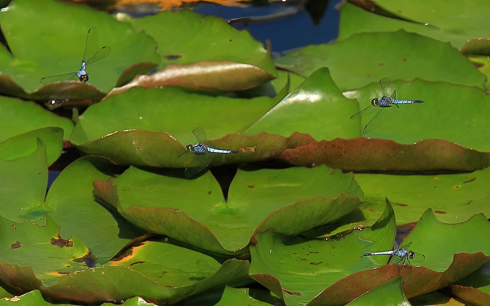 The Rule – Ausemade